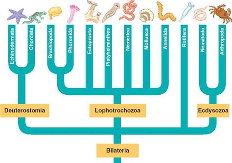 Phylogenetic Tree Of Invertebrates