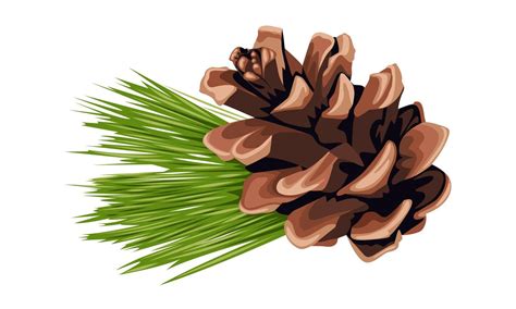 Vector Illustration Pine Cone With Leaves Isolated White Background