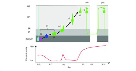 Correlation Between Electrical Activity And Neocortical Development