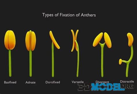 3d Model Types Of Fixation Of Anthers Pbr