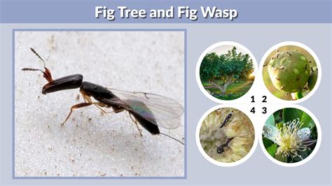 Fig Tree And Fig Wasp Natures Perfect Pollination Partnership