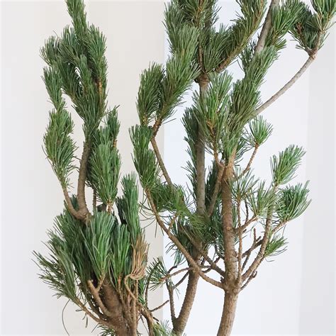 【生花即納】 五葉松 大 花材通販はなどんやアソシエ