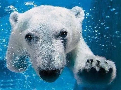 北极熊的毛竟然是透明的！ 冷喵知识no3