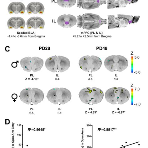 Effects Of Els On Bla Pfc Functional Connectivity Are Sex Specific And