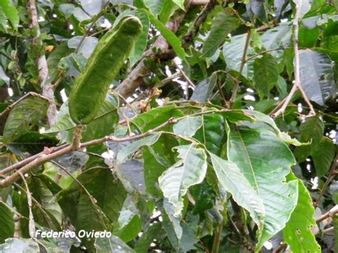 Fabaceae Inga Ecos Del Bosque