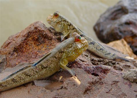 Mudskipper Photos And Wallpapers Nice Mudskipper Pictures