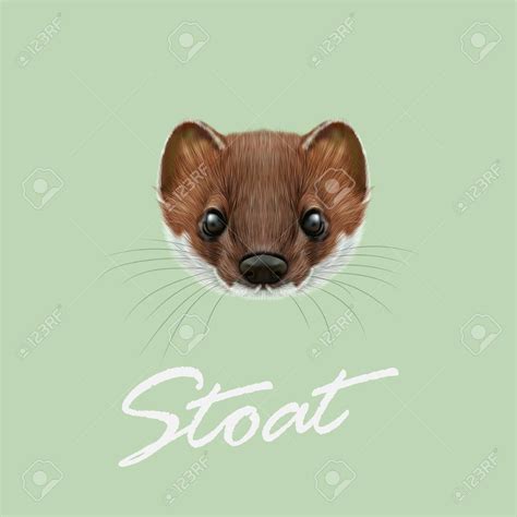Stoat Wallpaper