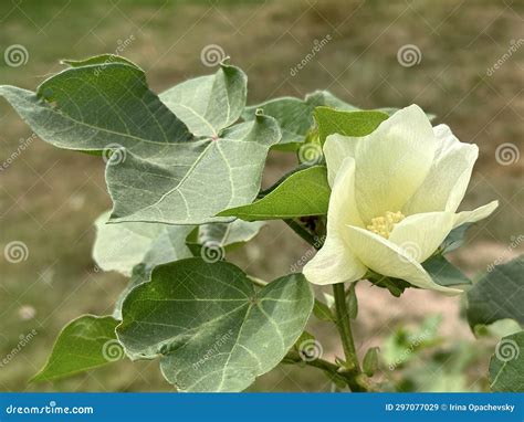 Flower Of Cotton Plant Lat Gossypium Stock Image Image Of Closeup