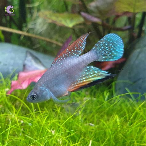 Cá Killi Hỏa Châu Thủy Sinh Tím