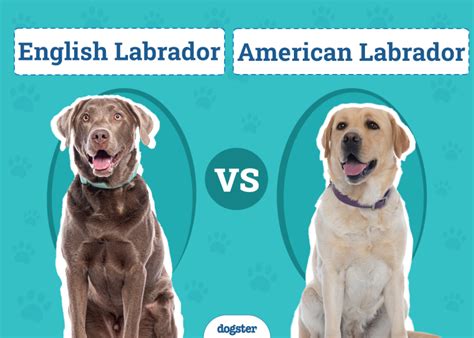 English Vs American Labrador The Main Differences With Pictures
