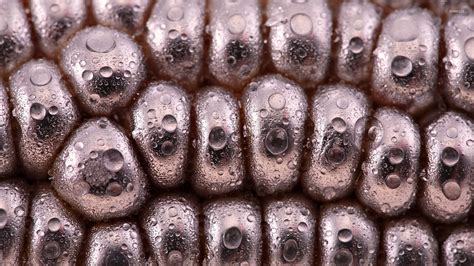 quantifying cellular processes — rice catalyst