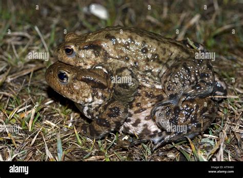 Common Toads Mating Stock Photo Alamy