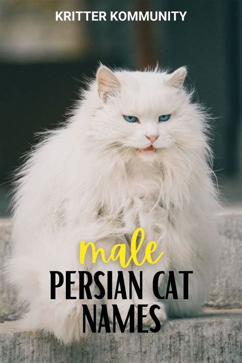 Meow Sir Purrfect Names For Male Persian Cat • Kritter Kommunity