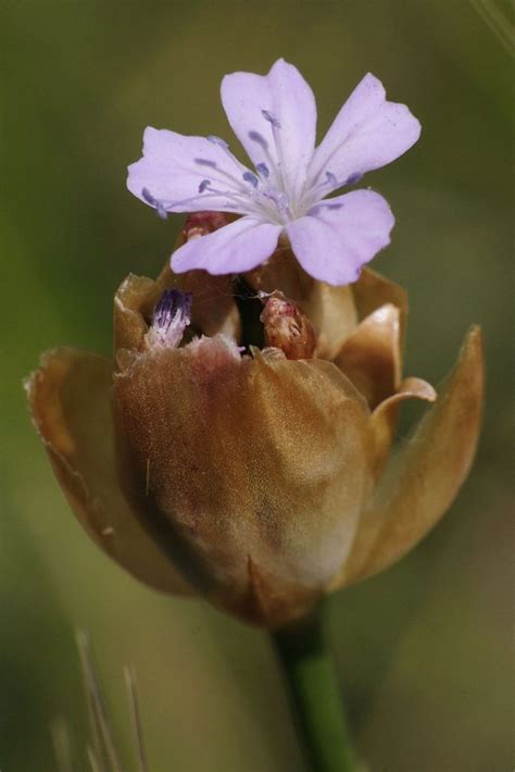 Proliferation Definition Of Proliferation