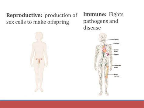 Homeostasis In The Multicelled Organisms Pp Ppt Download