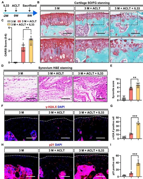 靶向il 33的中性粒细胞膜仿生纳米颗粒通过自噬依赖性衰老调控减轻骨关节炎 生物通