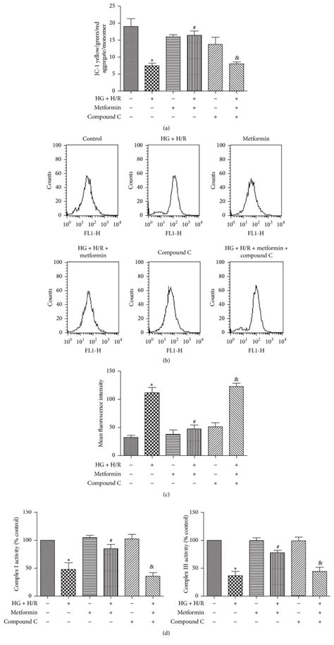 Metformin Protects H9c2 Cardiomyocytes From High Glucose And Hypoxia