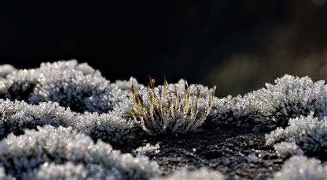 Moss Ice Crystals Frost Free Photo On Pixabay