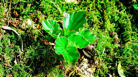 Plant Theme Background Images Hd Pictures And Wallpaper For Free