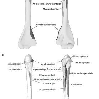 Muscle Maps Of Shoulder Muscles Attaching To The Forearm A Choloepus