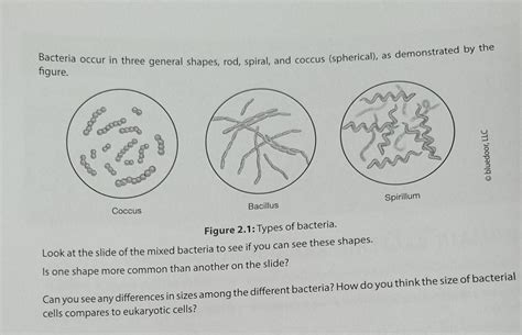 Solved Bacteria Occur In Three General Shapes Rod Spiral