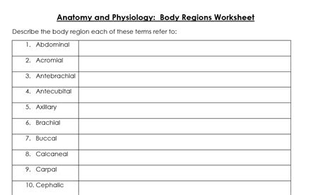 Body Regions Worksheet Anatomy And Physiologybiologynursing Made