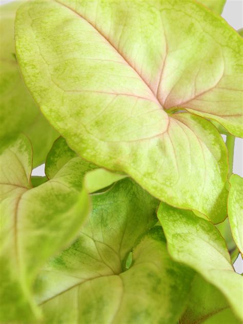 Syngonium Pink Vein Medium Greenkin