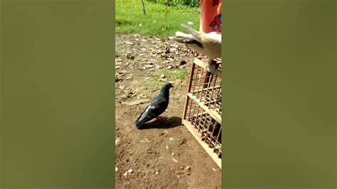 Ngelatih Burung Merpatihfypfypfyp Bantu Ngeramein Guysfyp Fypfypfyp Youtube