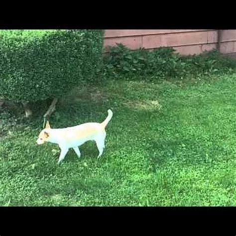 Maxwell Simpson Youtube