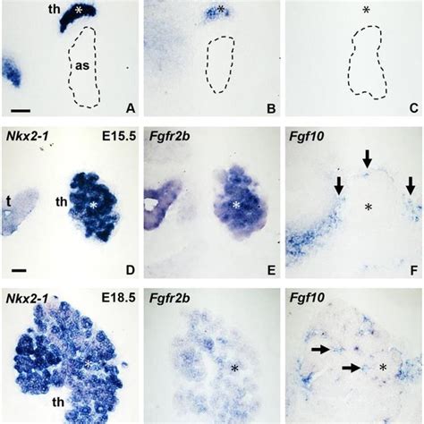 Thyroid Hypoplasia In Fgf10 Deficient Mice A B Thyroid Placode