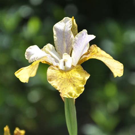 Iris Ginger Twist Claire Austin