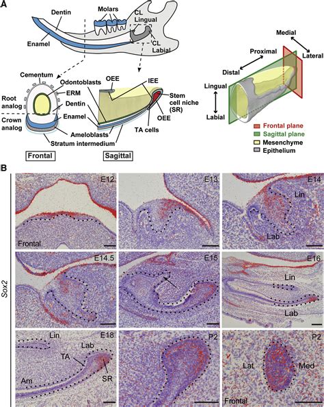 Sox2 Stem Cells Contribute To All Epithelial Lineages Of The Tooth Via