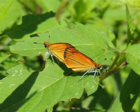 Maryland Butterflies