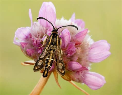 Motw Thrift Clearwing Dumfries And Galloway Moths