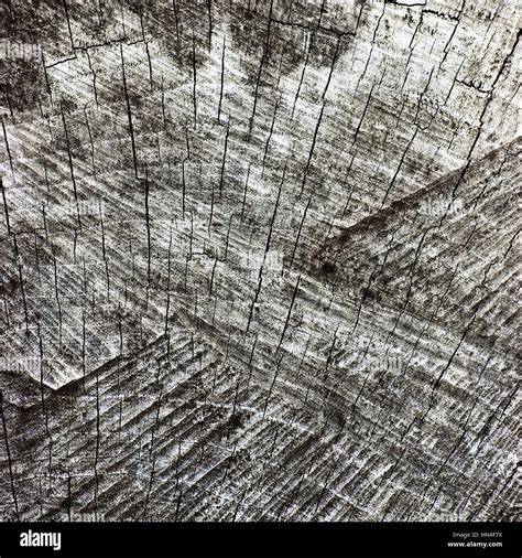 Natural Weathered Grey Tree Stump Cut Texture Large Detailed Old Aged