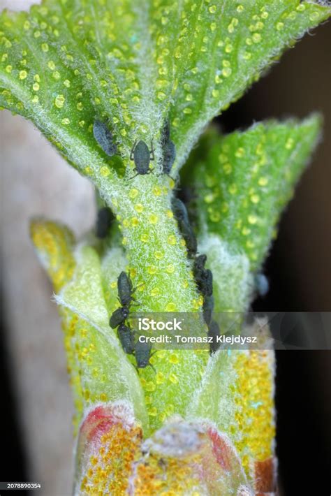 Young Aphids Aphid Overwintering Eggs On The Bark And Buds Of Plants
