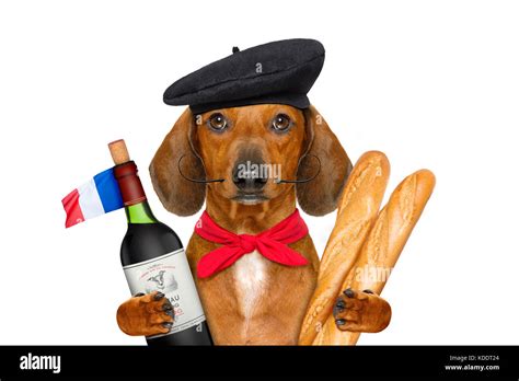 Teckel Chien Saucisse Avec Beret Hat Isolé Sur Fond Blanc Avec Le Vin