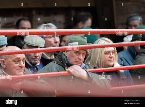 Sale Of Commercial Beef Cattle At Pateley Bridge Auction Mart In The Yorkshire Dales Uk Stock