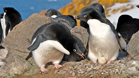 „diversität“ Von Nathan Lents Tausche Sex Gegen Steine Faz