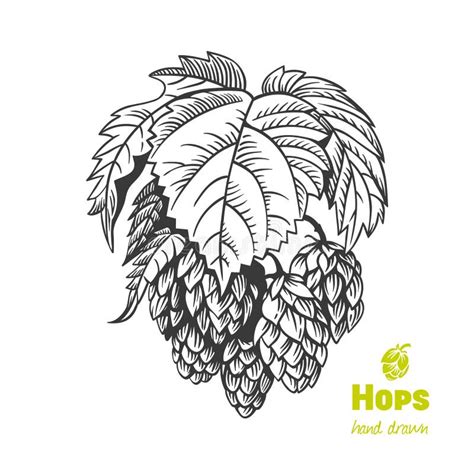 Hops Hand Drawn Illustration Stock Vector Illustration Of Drawn Beer