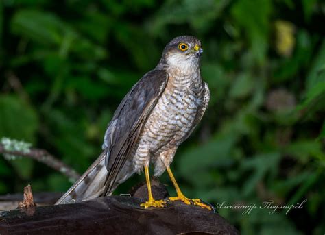 Eurasian Sparrowhawk