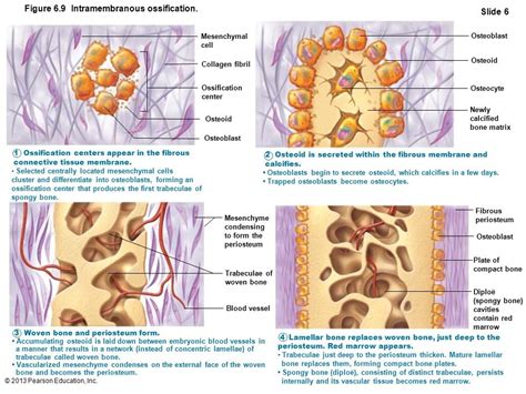 Phyl141 Intramembranous Ossification Diagram Quizlet