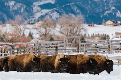 Landon Ash Introduces The Big Horn Bison Ranch To Revitalize American