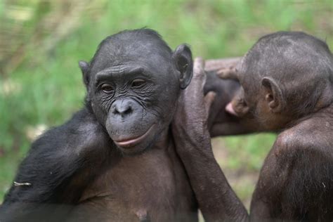 Bonobos Prefer Fairness Friends Of Bonobos