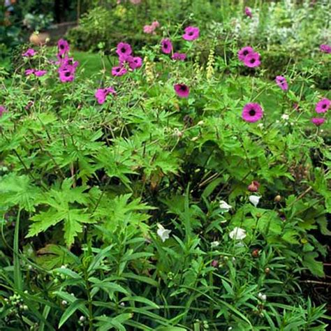 Geranium Psilostemon Order Online In Eu Directly From The Netherlands