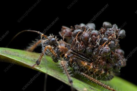 Ant Snatching Assassin Bug Stock Image C0358895 Science Photo Library