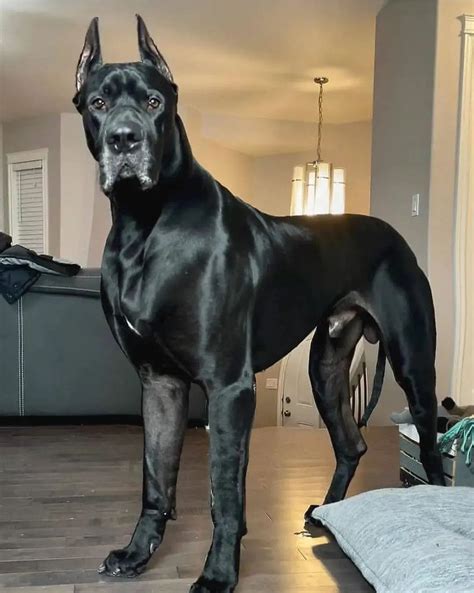 Giant And Graceful Incredible Facts About Great Danes Raças De Cães