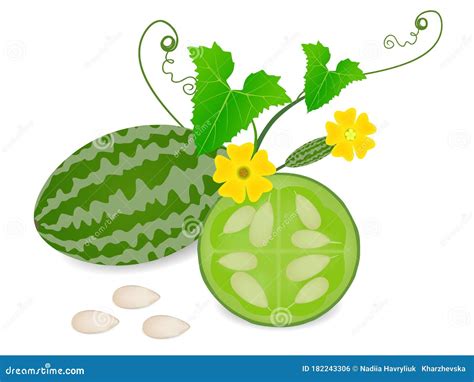 Melothria Scabra Aka Cucamelon Or Mouse Melon Whole Fruit With Half And