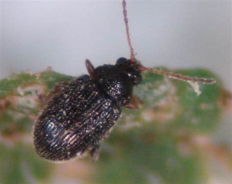 Potato Flea Beetle Pacific Northwest Vegetable Extension Group