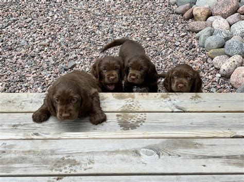 Springerspanielit Ry Added A New Photo Springerspanielit Ry